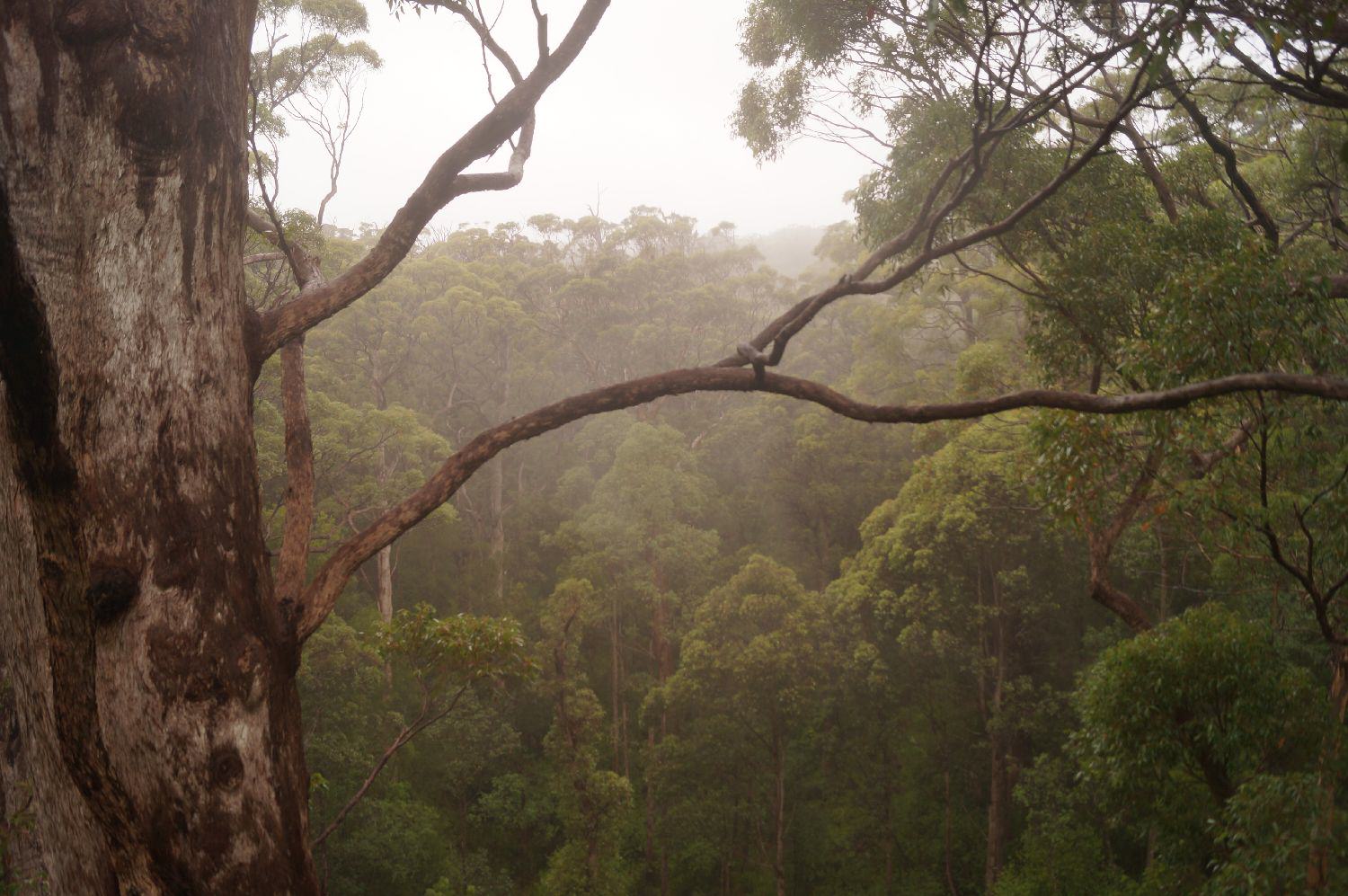 Western Australia: Das Tal der Giganten - Travel-Du.de