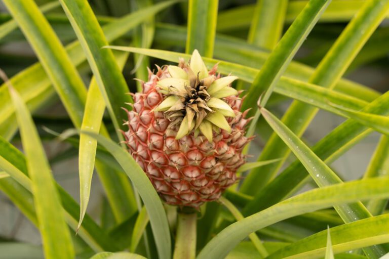 São Miguel Azoren: Diese Sehenswürdigkeiten sind der Hammer