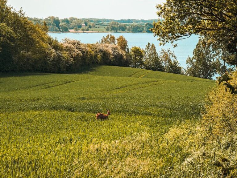 14 Schlei Sehenswürdigkeiten für deinen Urlaub an der Schlei