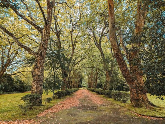 14 geniale Furnas Sehenswürdigkeiten für deinen Azoren Urlaub