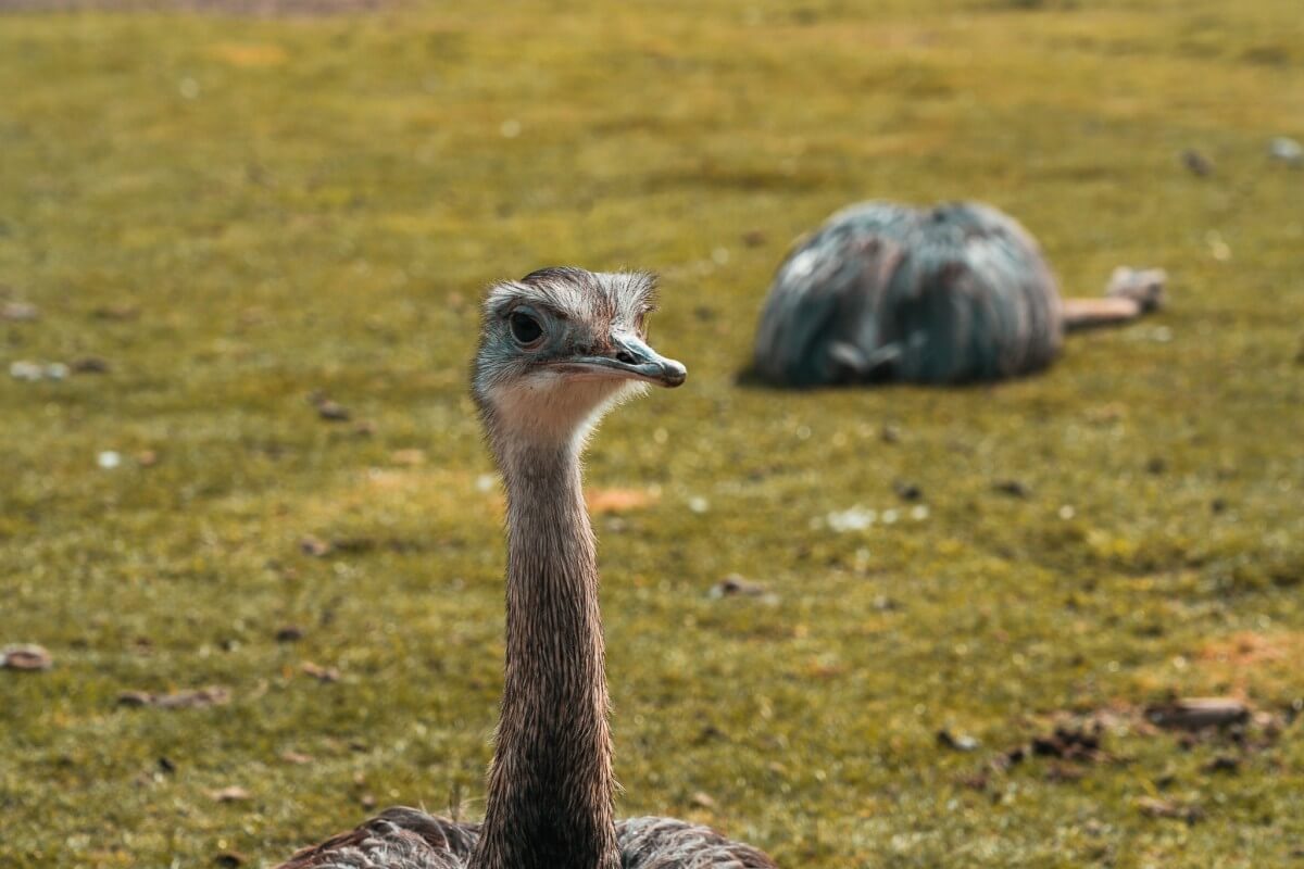 Australien Tiere – Welche gibt es und wo kannst du sie beobachten